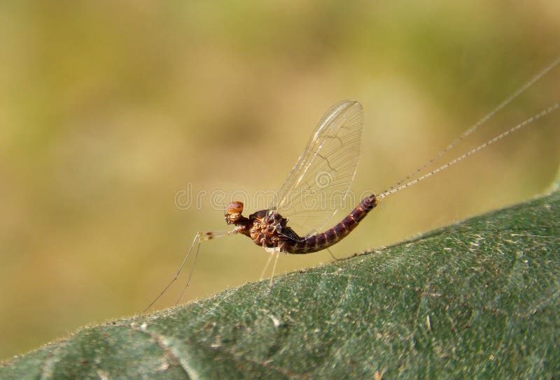 Interesting Bug on the List Stock Image - Image of animal, leaf: 120036443