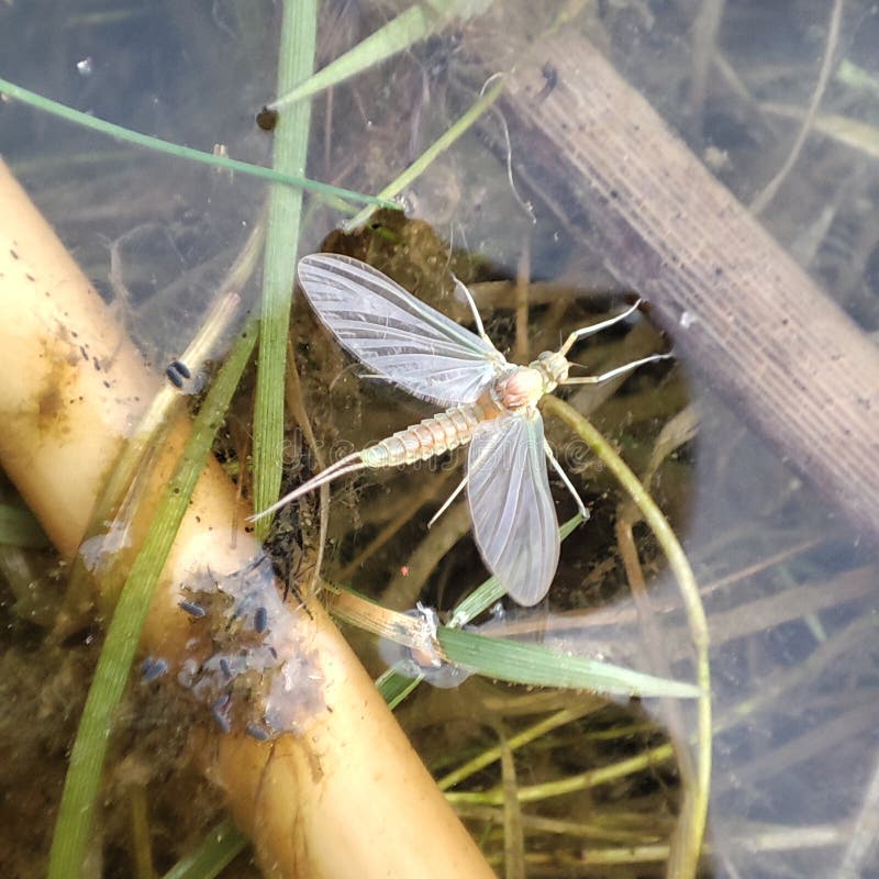 Interesting Bug with Wings Floating in Water Stock Image - Image of ...