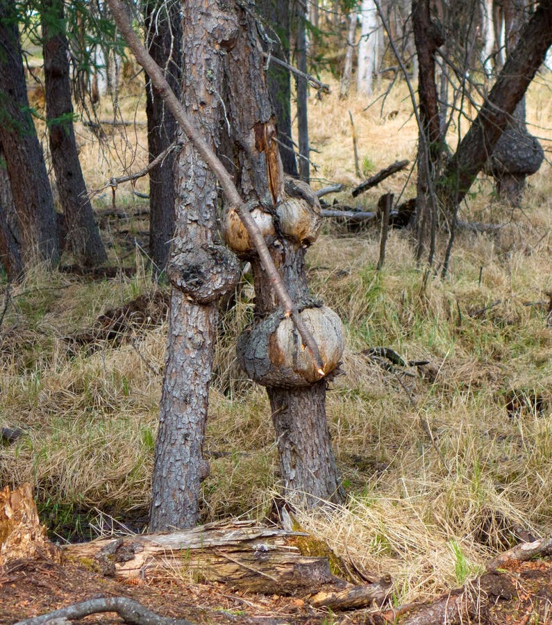 Interesting Burls on a Tree in Northern Alaska Stock Photo - Image of ...