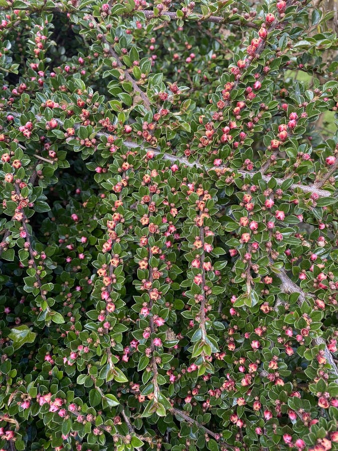 Interesting bush stock photo. Image of rose, interesting - 247479306