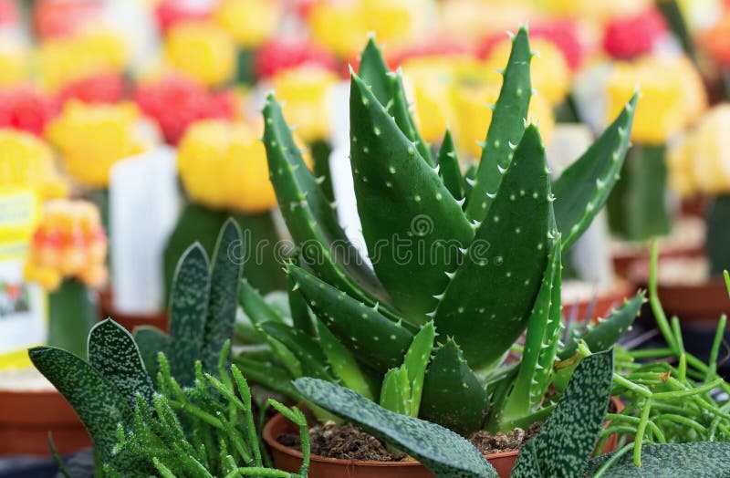 Interesting Cactus bush stock photo. Image of euphorbia - 121834634