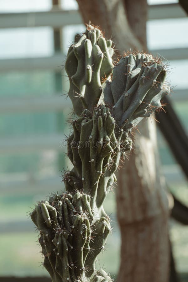 An Interesting Cactus in a Nursery Greenhouse Stock Photo - Image of ...