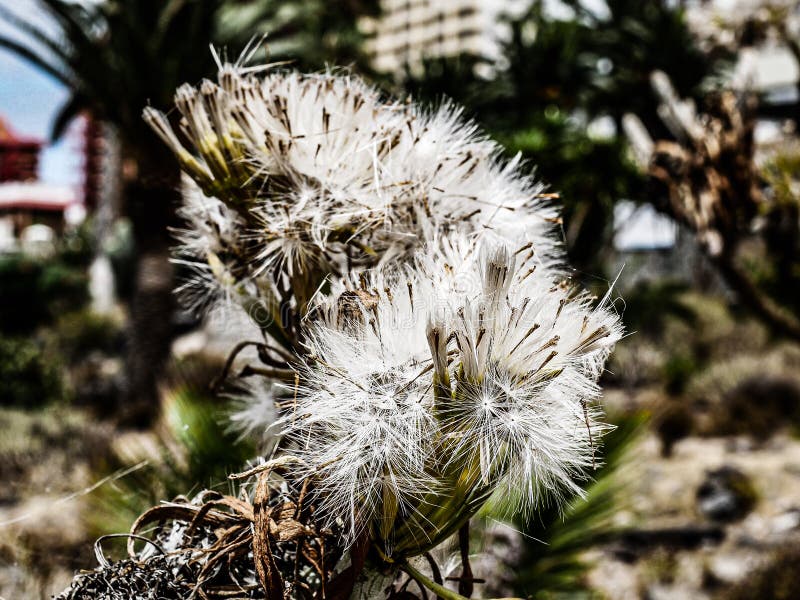Interesting Close-up of an Exotic Plant in Tenerife Stock Image - Image ...
