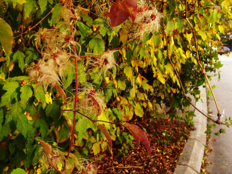 Interesting cobwebby plant stock image. Image of green - 129188867