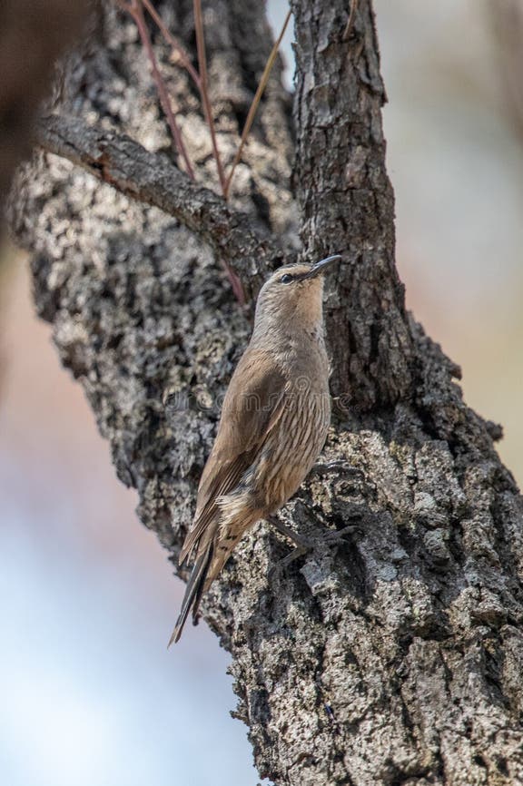 Brown Treecreeper in Australia Stock Image - Image of bird, native ...