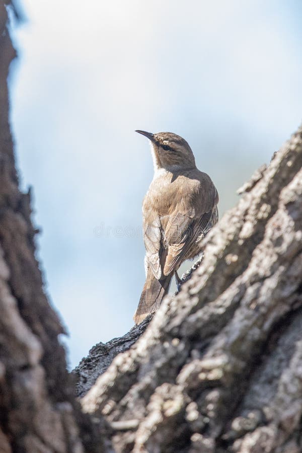 Brown Treecreeper in Australia Stock Image - Image of bottom, endemic ...
