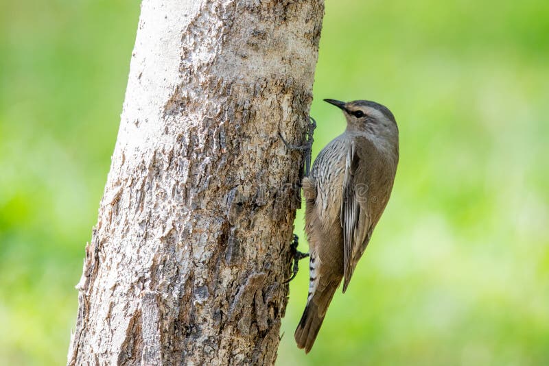 Brown Treecreeper in Australia Stock Photo - Image of ornithology ...