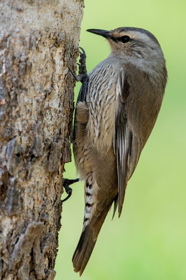 Brown Treecreeper in Australia Stock Photo - Image of beautiful ...