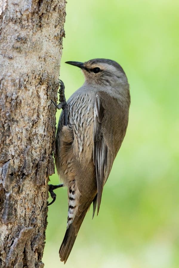 Brown Treecreeper in Australia Stock Photo - Image of colourful ...