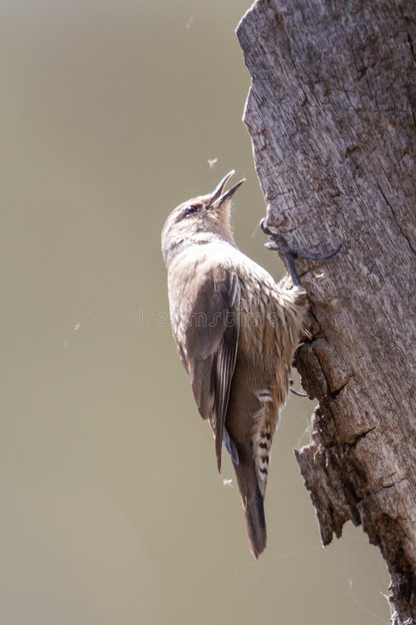 Brown Treecreeper in Australia Stock Photo - Image of avian, plumage ...