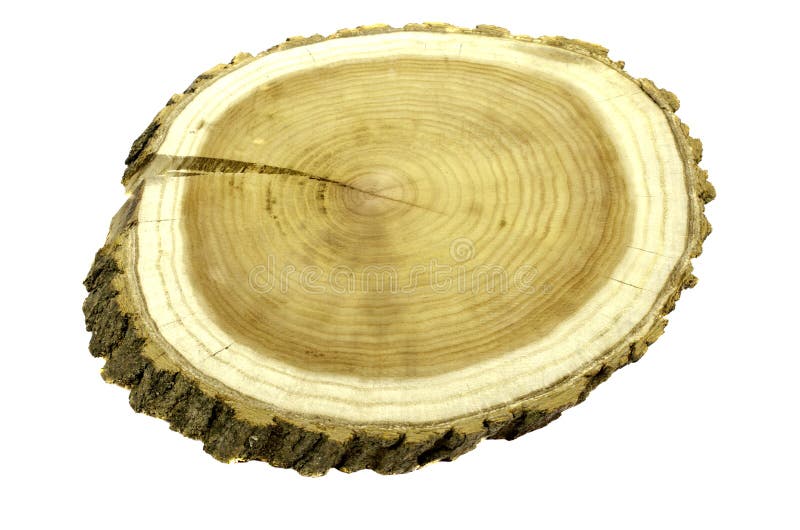 Interesting Cross Section of Tree Trunk. Stock Image - Image of ...