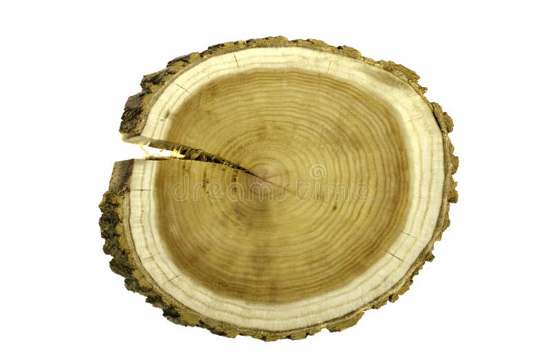 Interesting Cross Section of Tree Trunk. Stock Photo - Image of wood ...