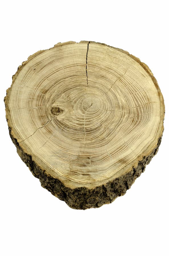 Interesting Cross Section of Tree Trunk. Stock Image - Image of wood ...