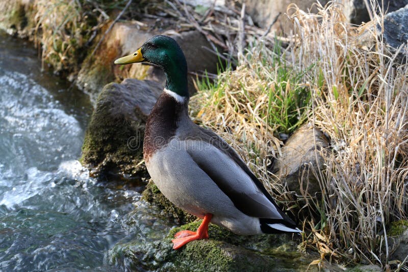 Interesting Duck Near a Stream! Stock Image - Image of duckandwater ...