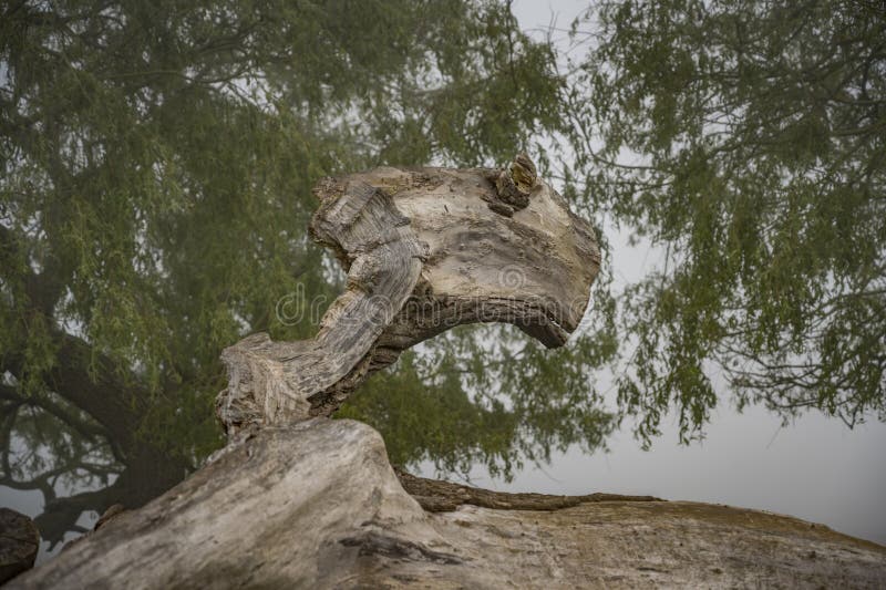 Interesting Fallen Tree Shapes Stock Image - Image of water ...