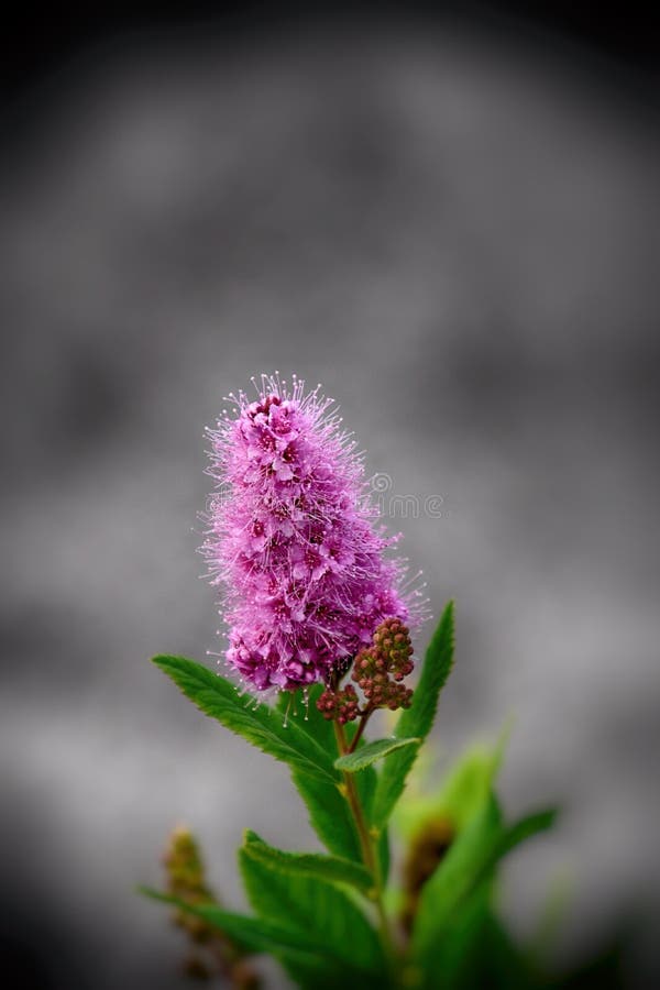 Interesting Floret Flower of a Bush in the Warm Autumn Sun Stock Image ...