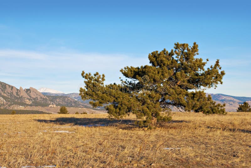 Interesting Foreground Pine Tree Stock Photo - Image of hill, vista ...