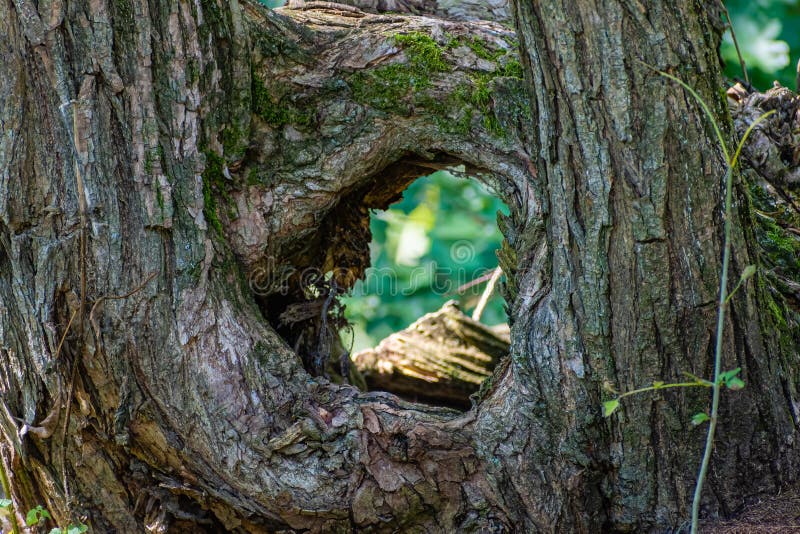 An Interesting Formation on a Tree Trunk with a View Stock Image ...