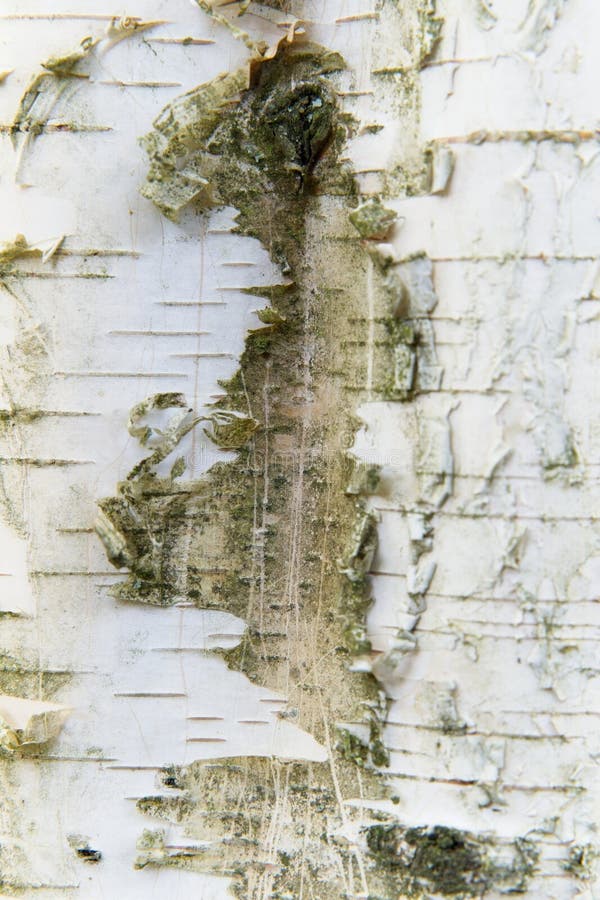 An Interesting Fragment of Birch Bark with a Natural Pattern. Stock ...