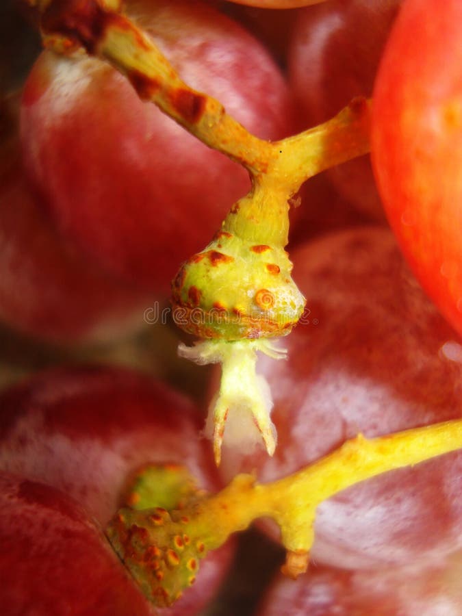 Interesting grapes stock image. Image of bunch, freshness - 95129935