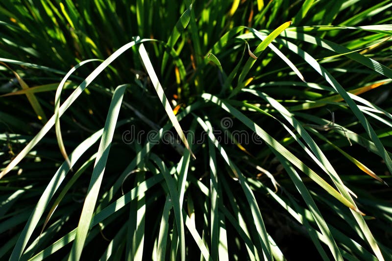 Interesting Green Grass and Bushes in the Wild and Garden Stock Photo ...