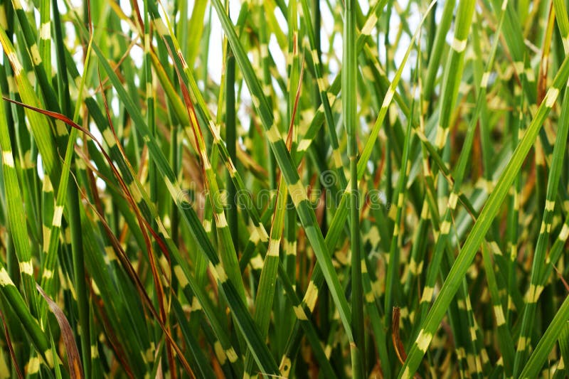 Interesting Green Grass and Bushes in the Wild and Garden Stock Photo ...