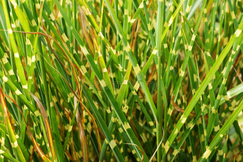 Interesting Green Grass and Bushes in the Wild and Garden Stock Photo ...