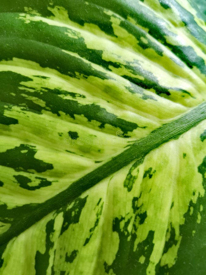 The Interesting Leaf of a Plant Macro Stock Photo - Image of green ...