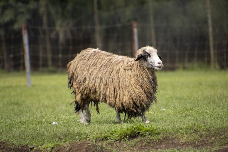 Sheep Version Stock Photos - Free & Royalty-Free Stock Photos from ...