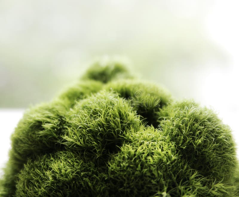Interesting Item of the Nature Stock Photo - Image of green, floral ...