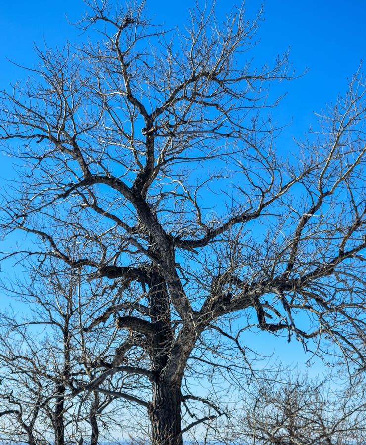 Interesting Leaveless Tree in Alaska Stock Image - Image of tree ...