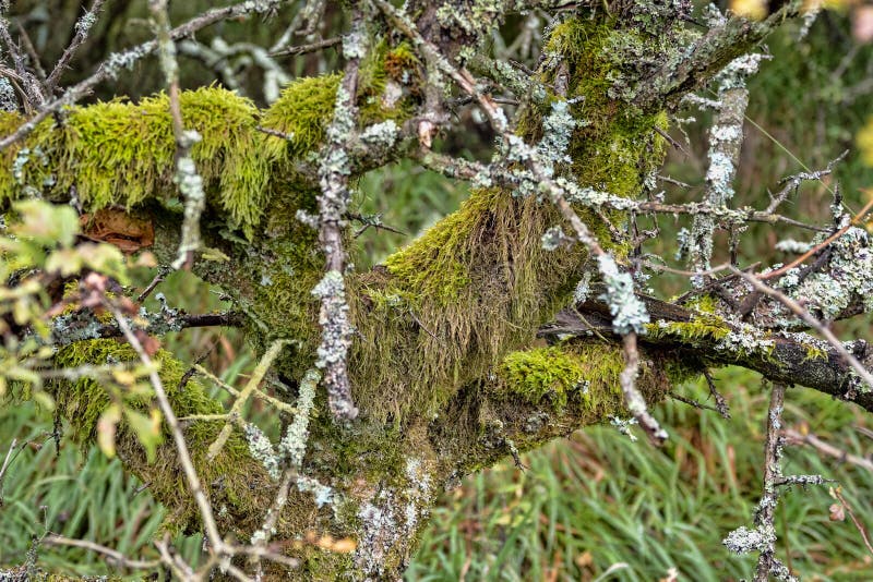 Interesting Lichens on Shrubs in a Protected Area in Western Bohemia ...