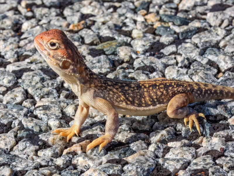 Western Netted Dragon (Ctenophorus Reticulatus) in Australia Stock ...