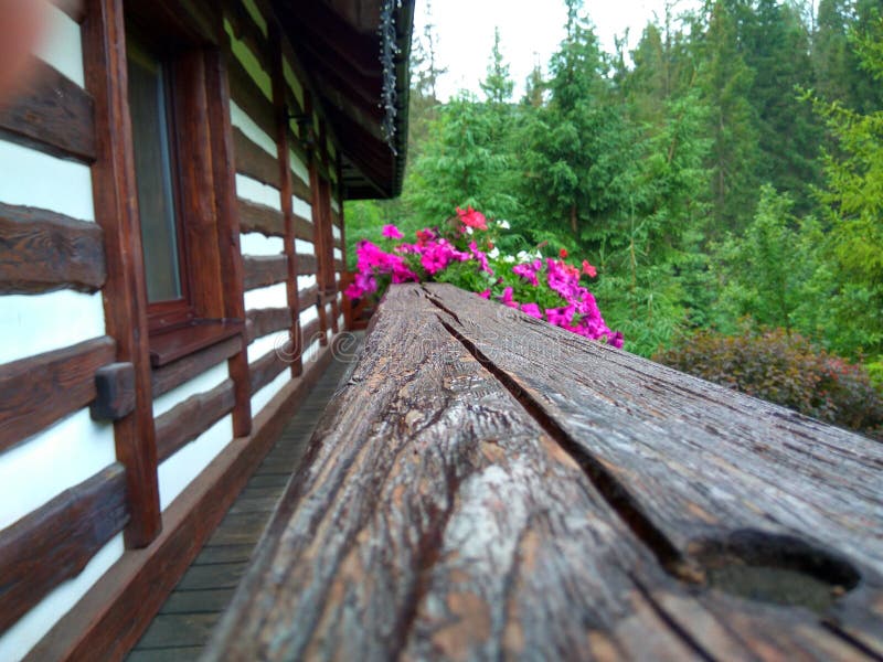 An Interesting Look at the Flowers. Stock Photo - Image of interesting ...