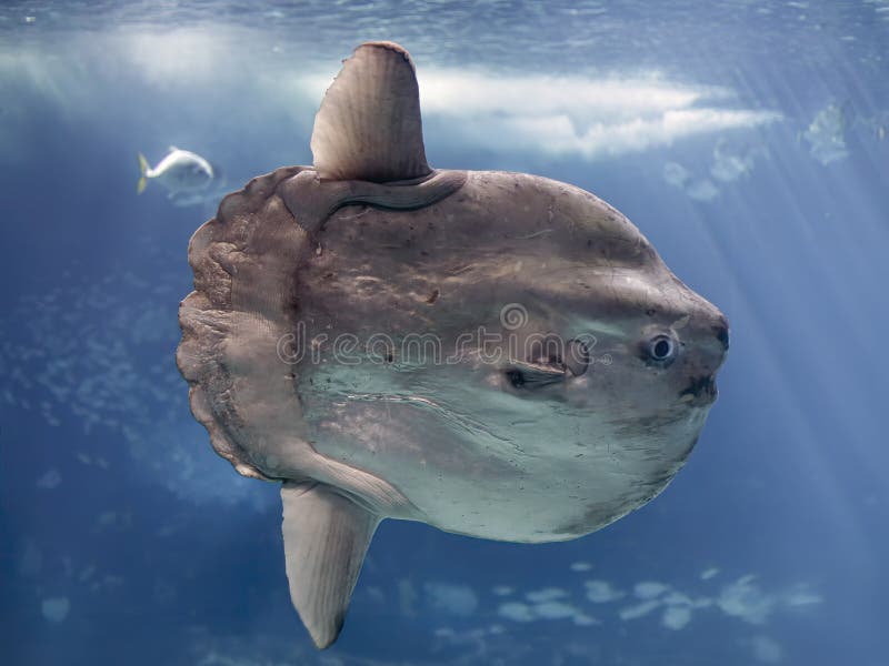 Interesting Moonfish Close-up Stock Image - Image of exotic, color ...