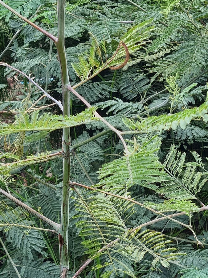 Interesting New Tree. Intriguing Foliage Stock Photo - Image of herb ...