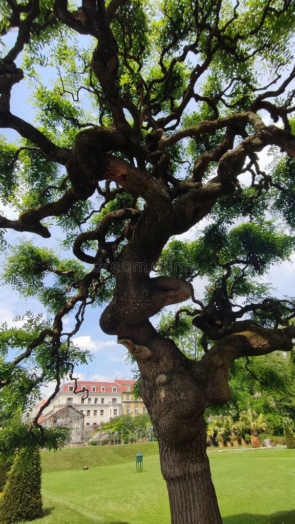 Interesting odl tree stock image. Image of food, produce - 247802449