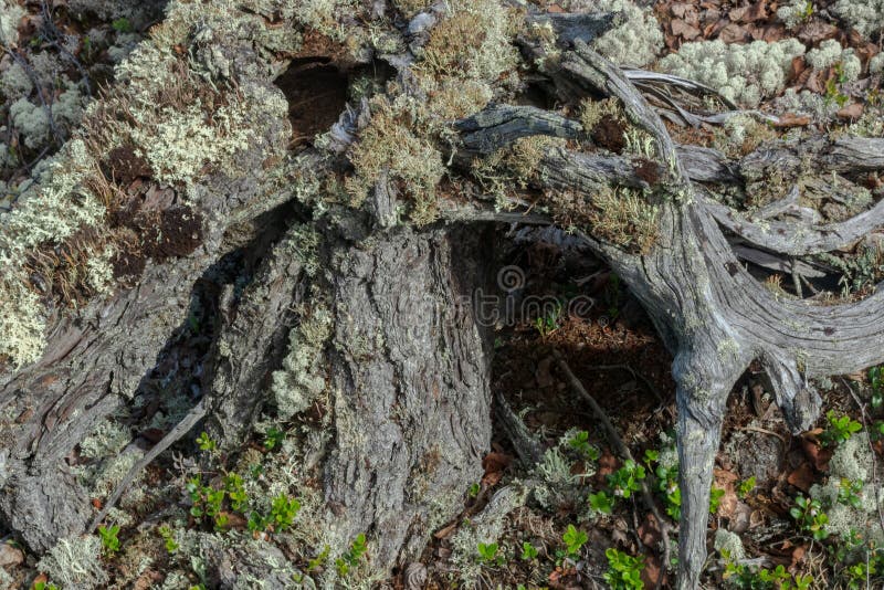 Remnants of Trees Changed Over Time Stock Image - Image of changed ...