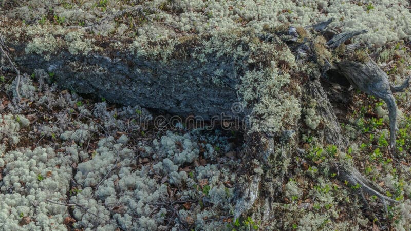 Remnants of Trees Changed Over Time Stock Photo - Image of screensaver ...