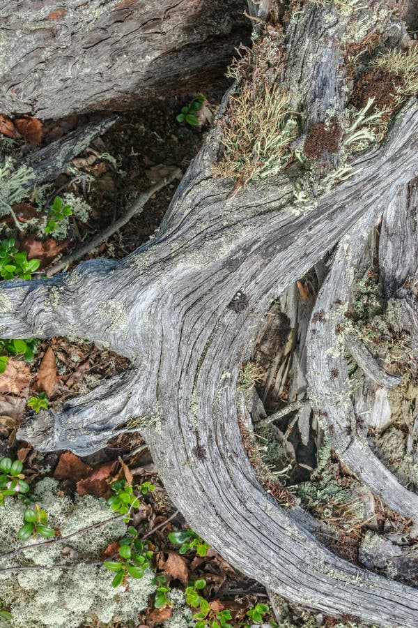 Remnants of Trees Changed Over Time Stock Image - Image of screensaver ...
