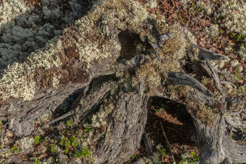 Remnants of Trees Changed Over Time Stock Photo - Image of background ...