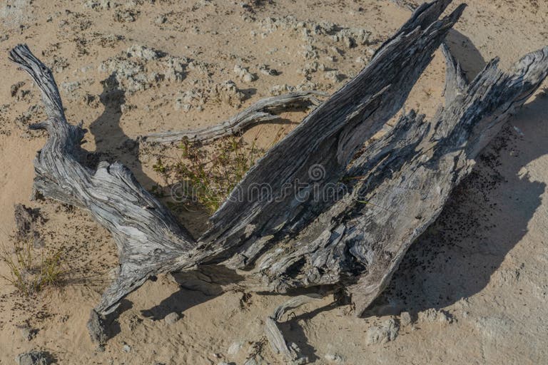 Remnants of Trees Changed Over Time Stock Photo - Image of multicolored ...