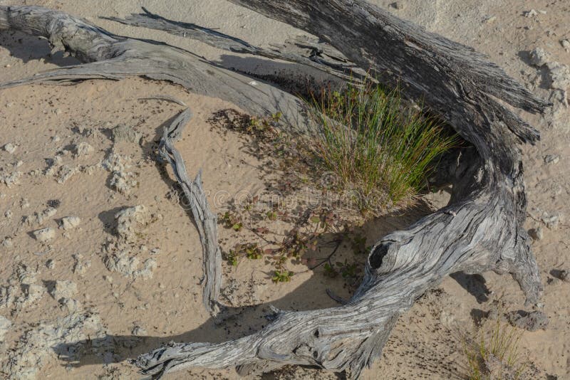 Remnants of Trees Changed Over Time Stock Photo - Image of changed ...
