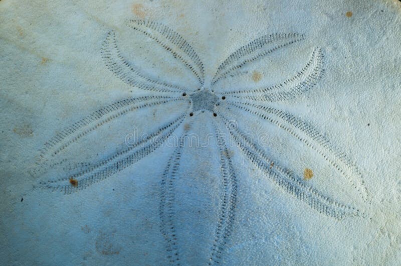 Dendraster Excentricus - Sand Dollar Skeleton Stock Photo - Image of ...