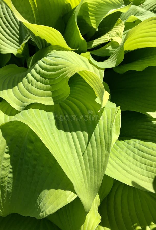 Leaf patterns on a plant stock photo. Image of nature - 118450328
