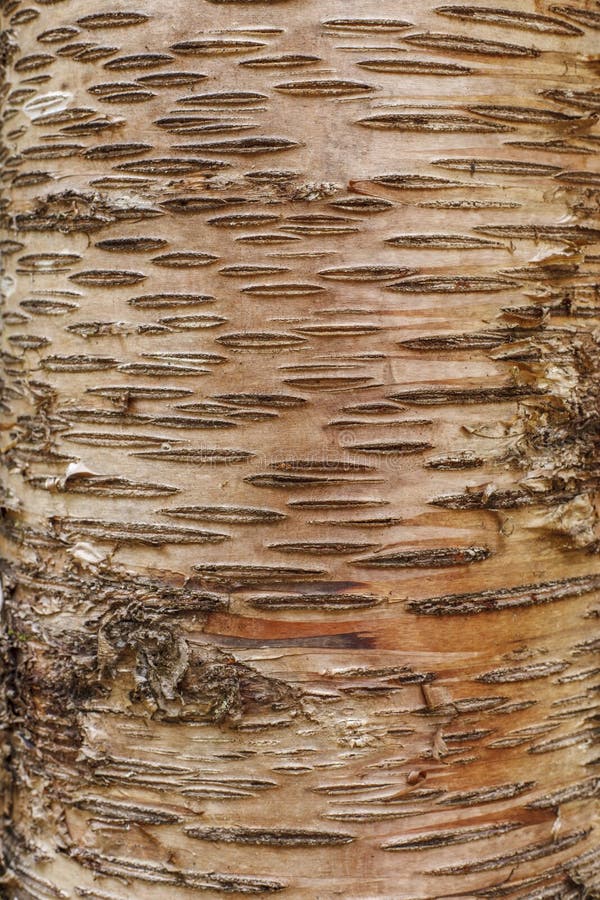 Abstract ice patterns. stock image. Image of nature, abstract - 48612807