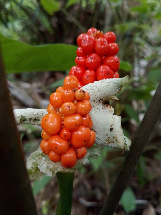 An Interesting Photo of Forest Taro Fruit Taken in South Sumatra Stock ...