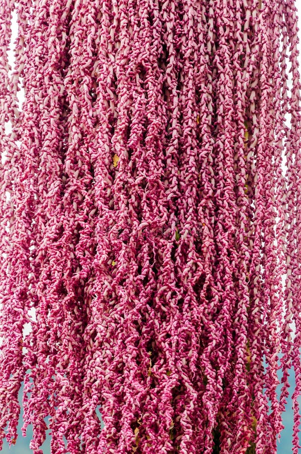 Pink Palm Flowers stock photo. Image of colombia, botany - 30168648