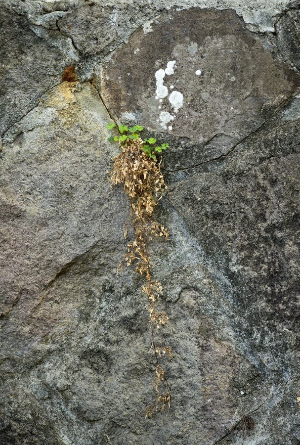 Interesting Plant Shape on a Stone Wall Stock Photo - Image of botany ...