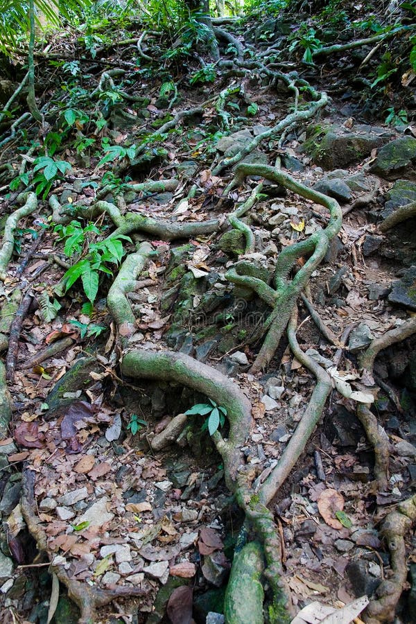 Interesting Plexus of the Roots of Tropical Trees in the Jungle. Stock ...